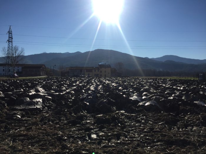 Sonetto alla méglio: l’uccello padulo - Just in Lucca